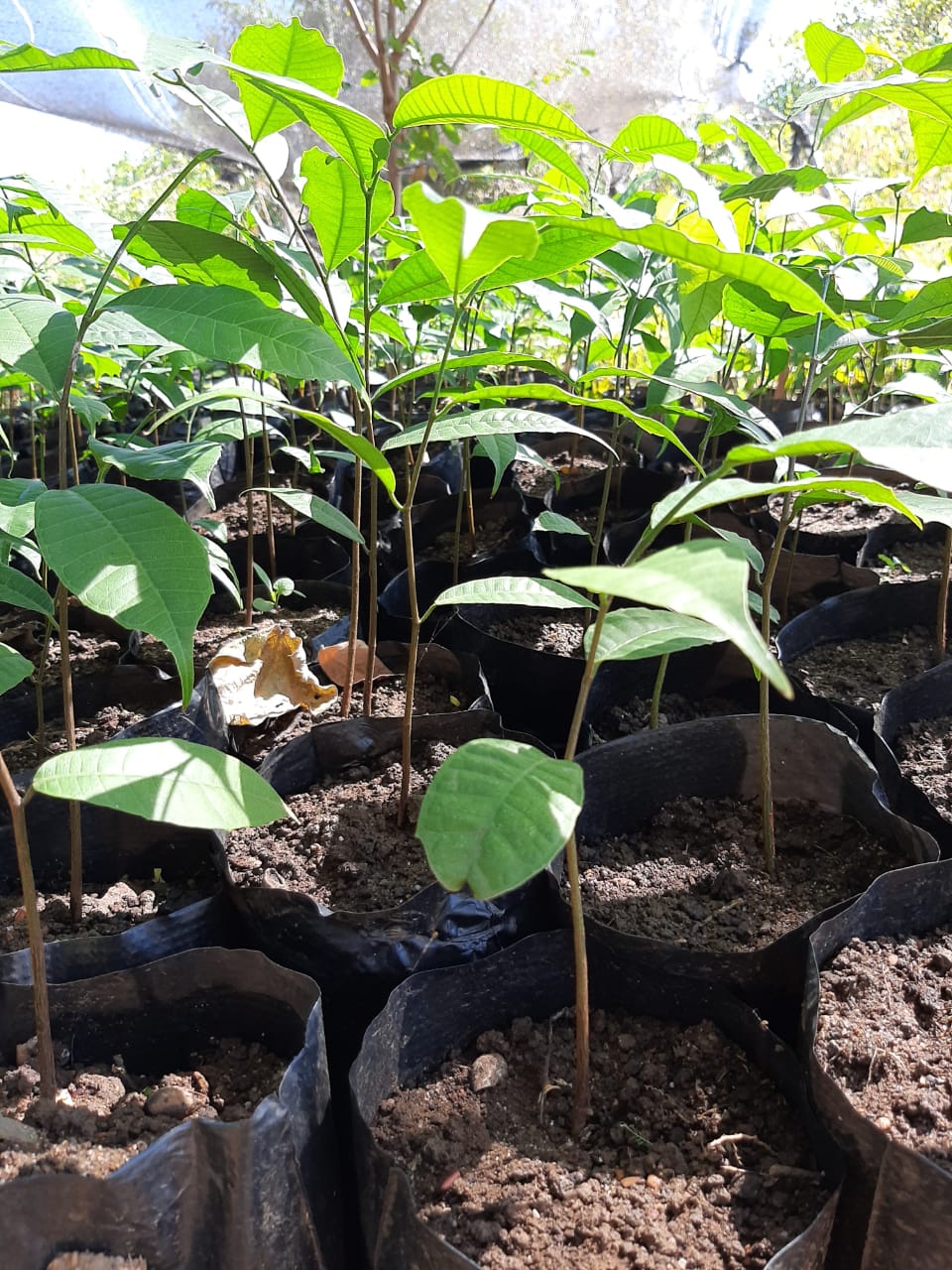 Empezó la distribución del guáimaro - Envol Vert