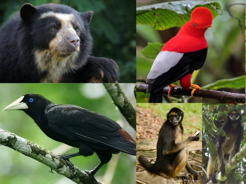 Visita al área de amortiguamiento del Bosque de Protección Pui Pui ...